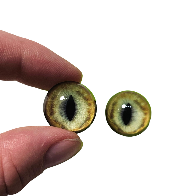 Wolf and Coyote Eyes – Sterling Fox Taxidermy